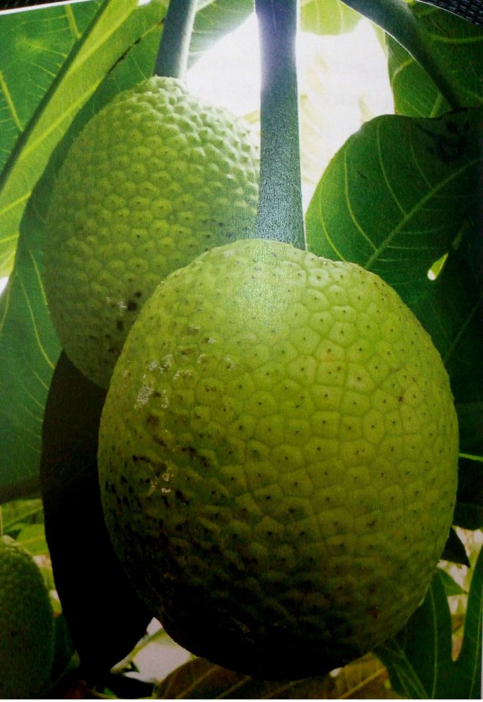 Wonder fruit that could replace ugali and rice - Business Today Kenya