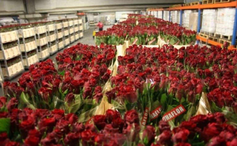 Kenya's flower sector records Sh100b sales boom - Business Today Kenya