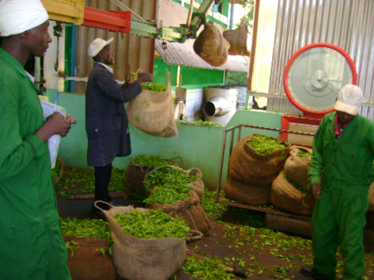 KTDA Overhaul to Save Tea Farmers - Business Today Kenya