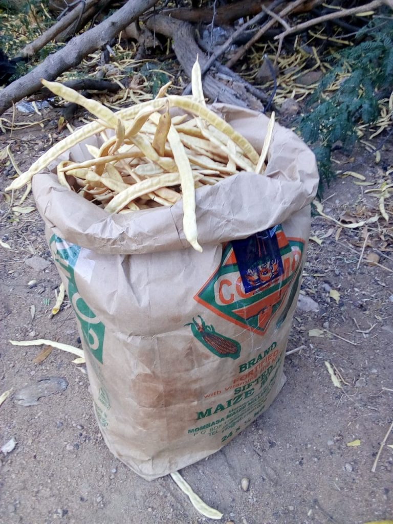 The flip side of dreaded ‘Mathenge’ tree - Business Today Kenya