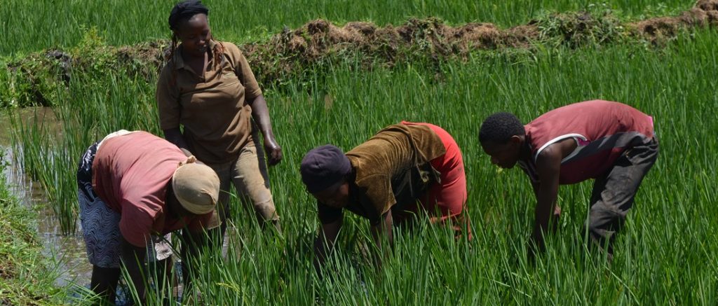 Child Labour on the Rise in the Rice Fields of Mwea