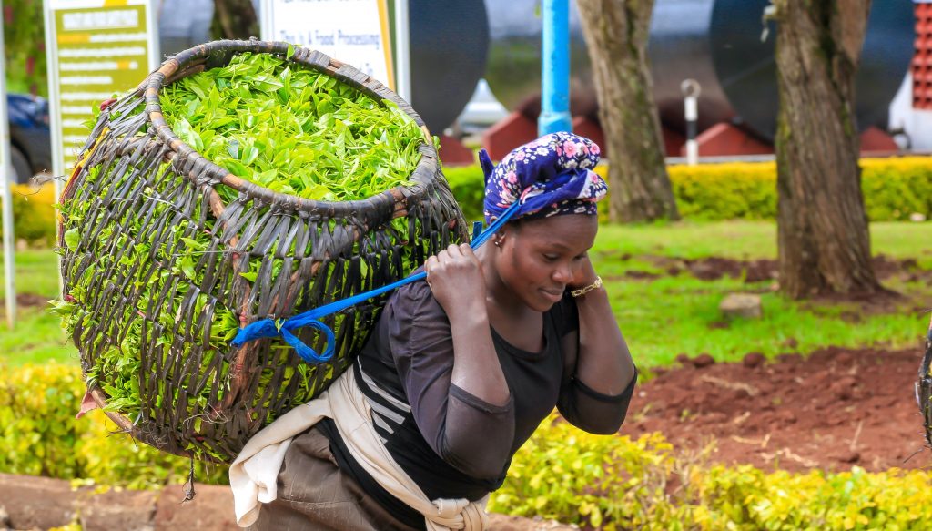 KTDA Suspends Fertilizer Importation Over COVID-19 Disruption ...