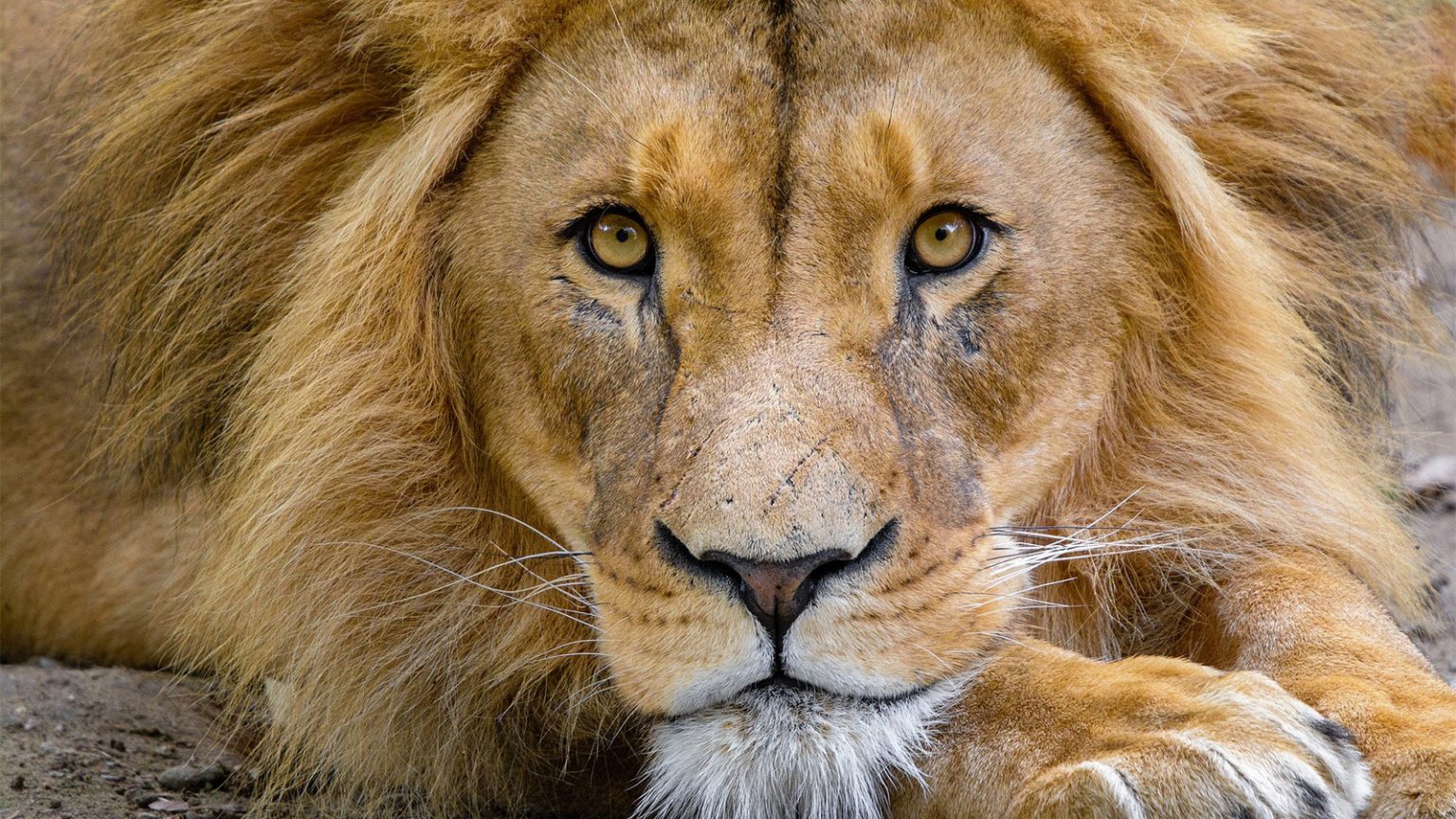 The African Lion is Staring at Extinction - Business Today Kenya