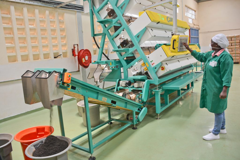 KTDA Orthodox Teas Production Records 25% Growth - Business Today Kenya