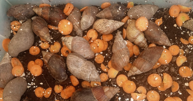 Rising Number Of Snail Eating Kenyans Creates Market For Farmers