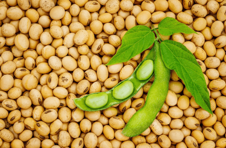 Benefits of Drinking Soya Tea - Business Today Kenya